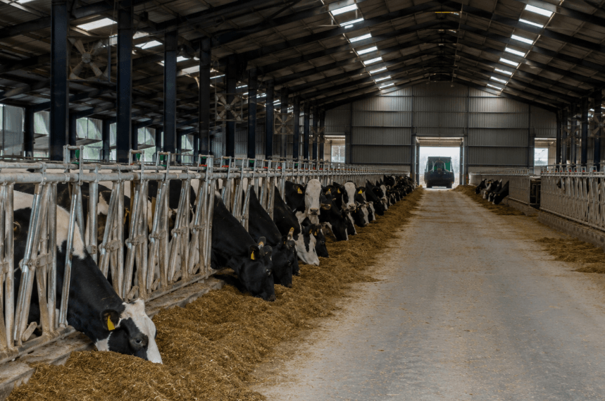 Surge in ‘Battery Cow’ Dairy Farming Across the UK as Farmers Battle ...
